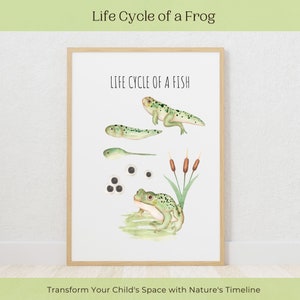 Frog Life Cycle Poster Frog Flash Cards Preschool Homeschool Decor ...