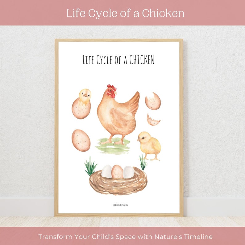 Chicken Life Cycle Poster Nature Homeschool Decor Watercolor Art ...