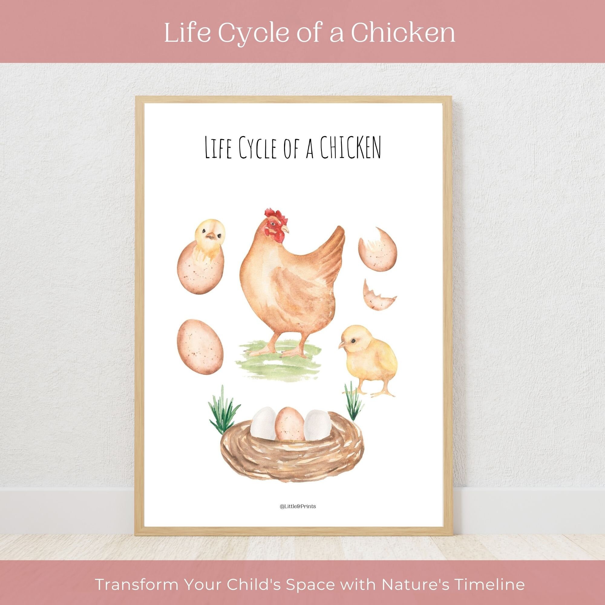 Chicken Life Cycle Poster With Flashcards Nature Homeschool Decor ...