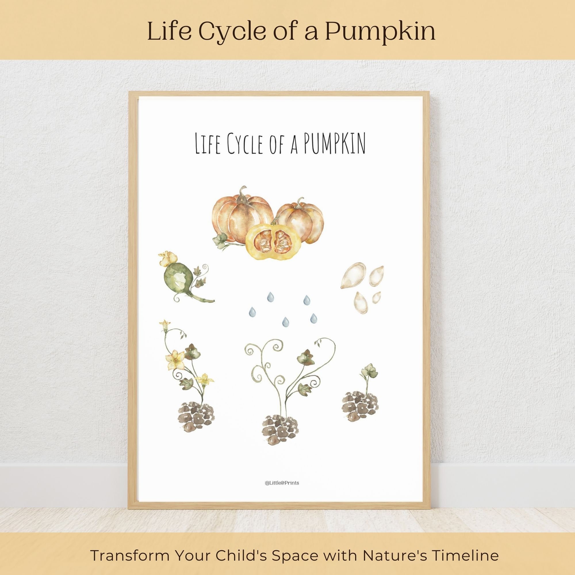 Pumpkin Life Cycle Poster Pumpkin Flashcards Homeschool Decor Pumpkin ...