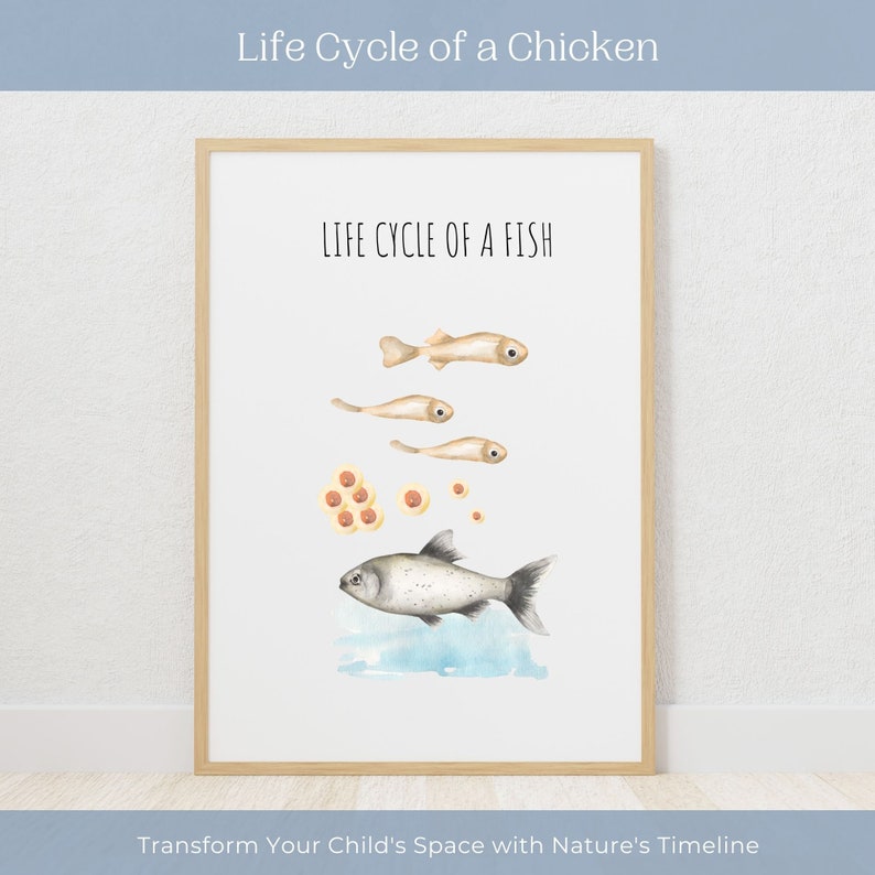 Fish Life Cycle Poster With Flashcards Nature Homeschool Decor ...