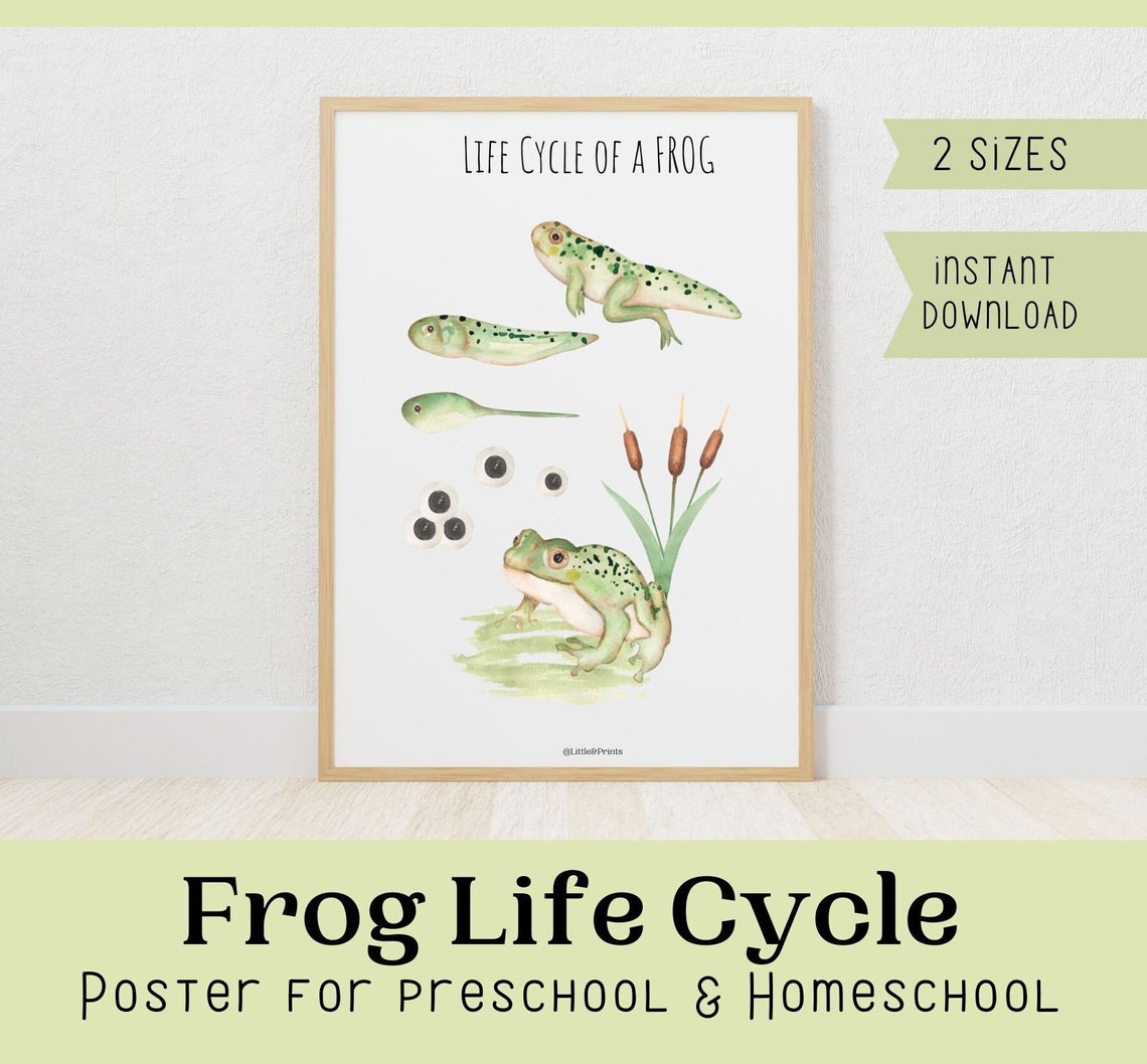 Frog Life Cycle Poster Frog Flash Cards Preschool Homeschool Decor ...