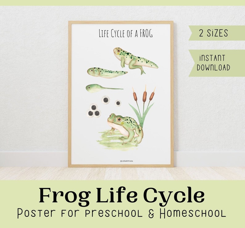 Frog Life Cycle Poster Frog Flash Cards Preschool Homeschool Decor ...