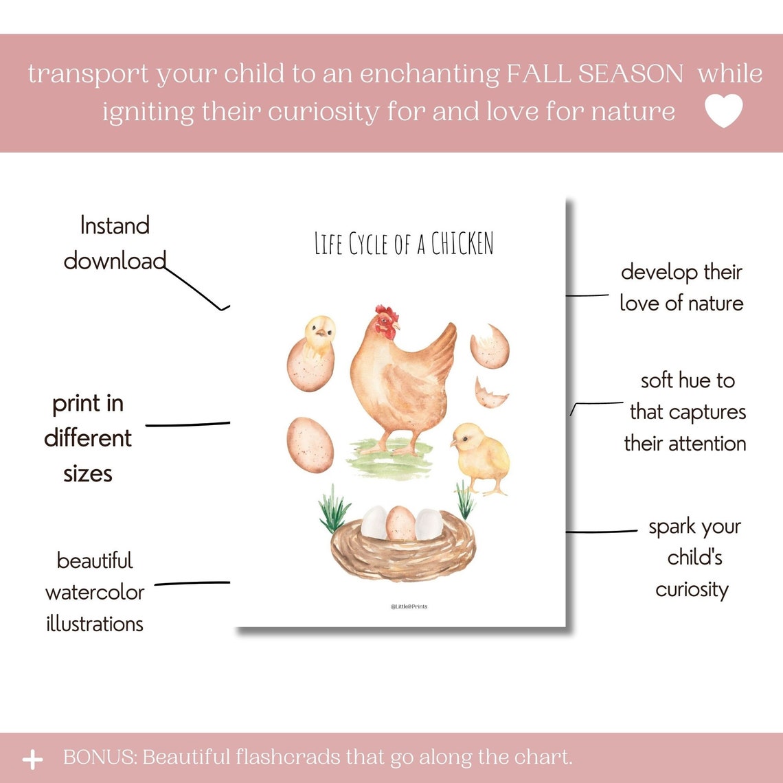 Chicken Life Cycle Poster Nature Homeschool Decor Watercolor Art ...