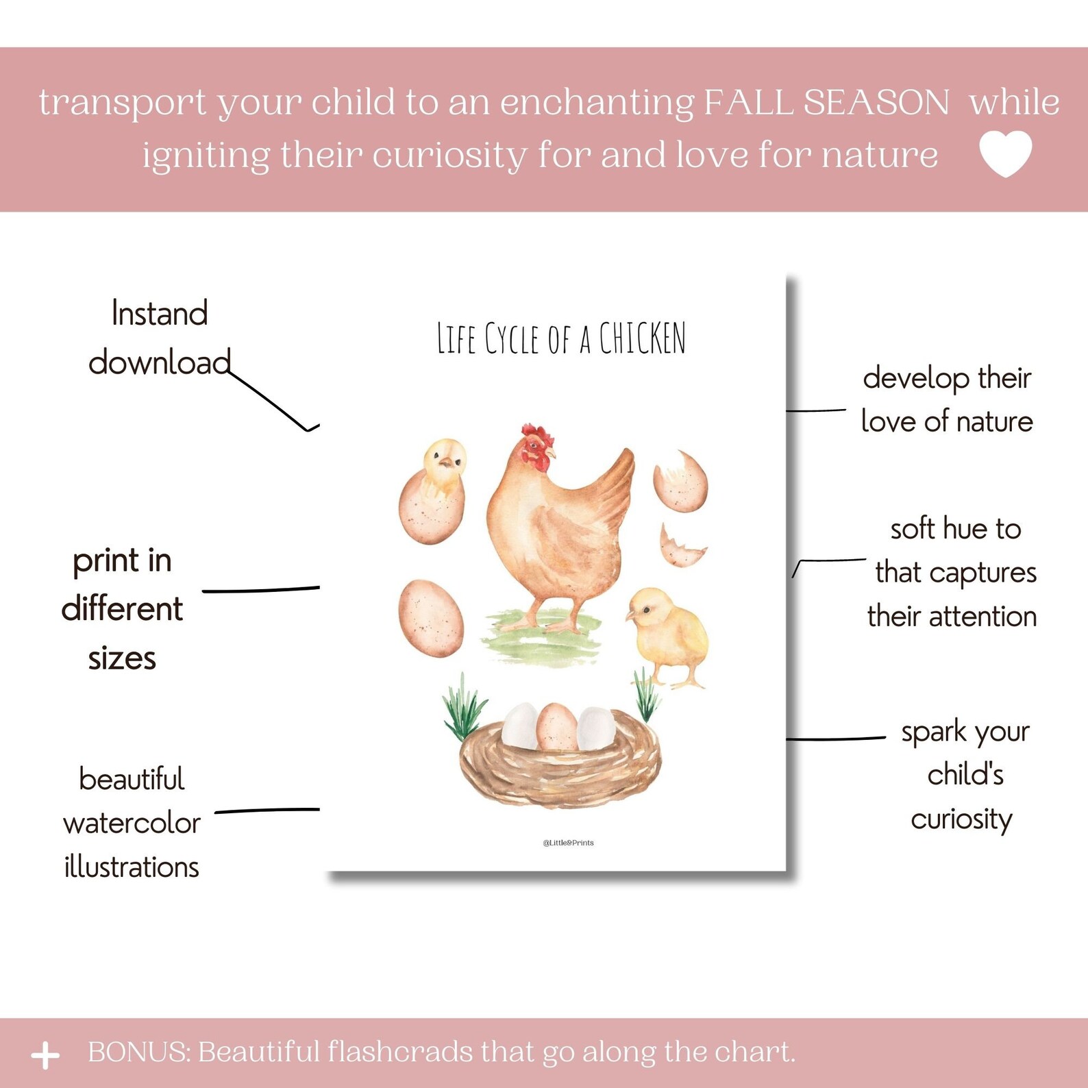 Chicken Life Cycle Poster Nature Homeschool Decor Watercolor Art ...