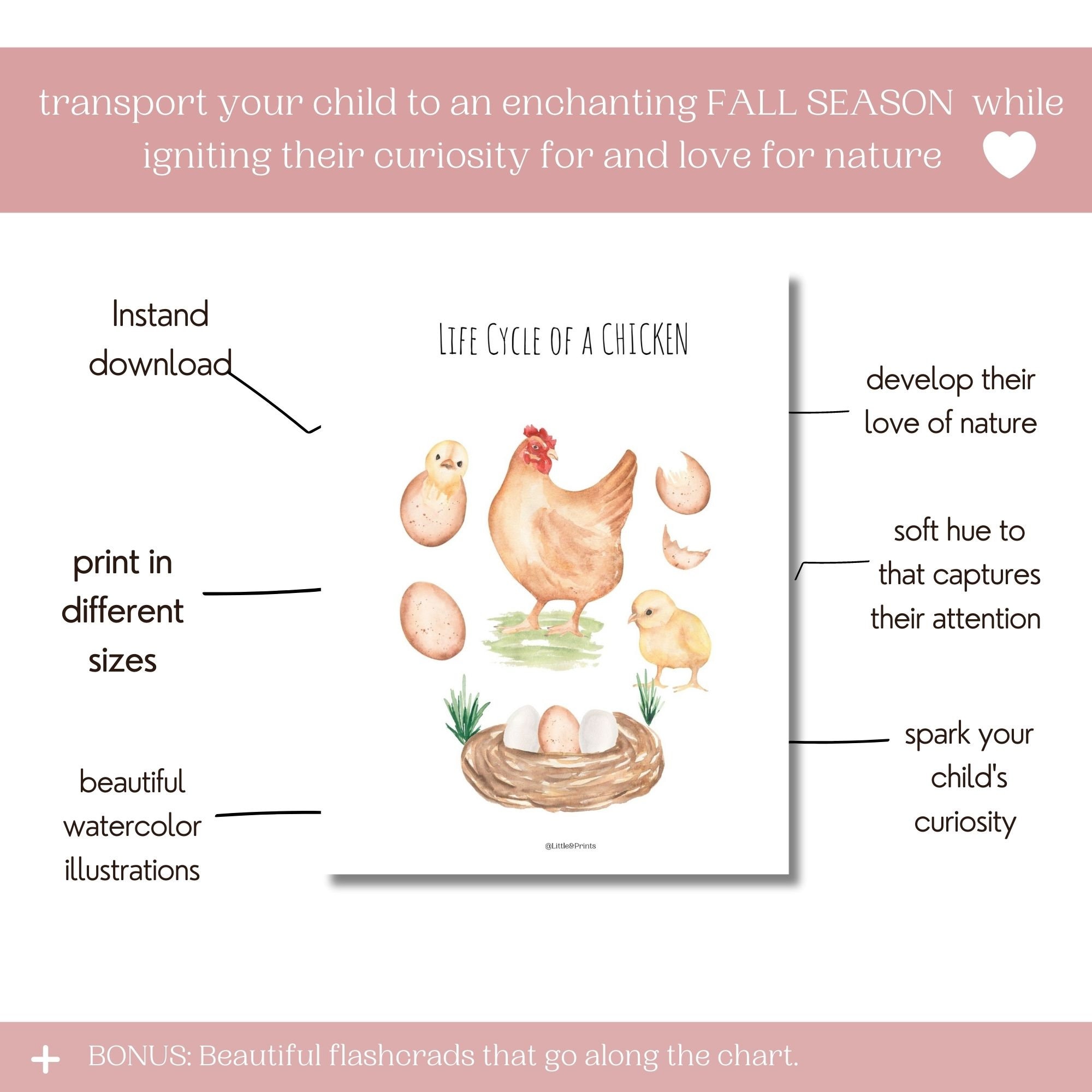 Chicken Life Cycle Poster With Flashcards Nature Homeschool Decor ...