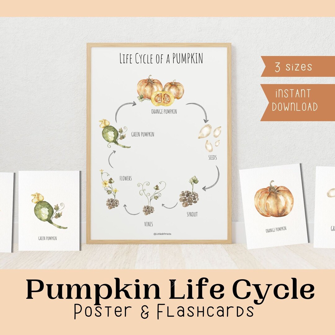 Pumpkin Life Cycle Poster Pumpkin Flashcards Homeschool Decor Pumpkin ...