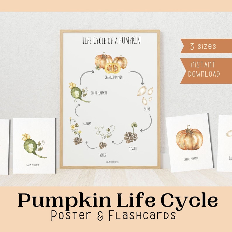 Pumpkin Life Cycle Poster Pumpkin Flashcards Homeschool Decor Pumpkin ...