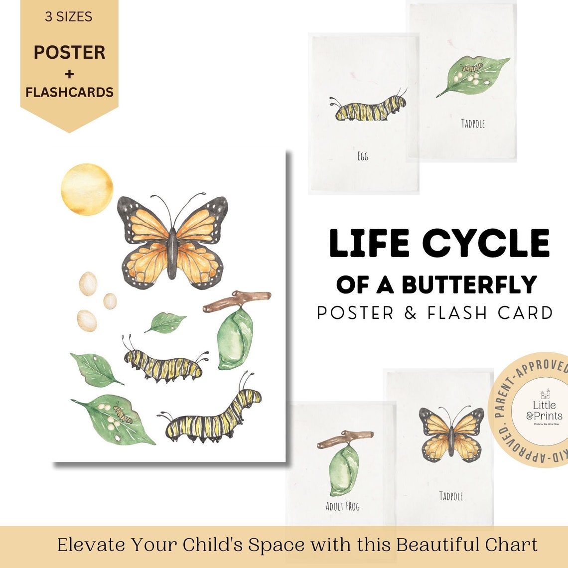 Life Cycle of a Butterfly Poster With Flashcards Butterfly Nature Study ...