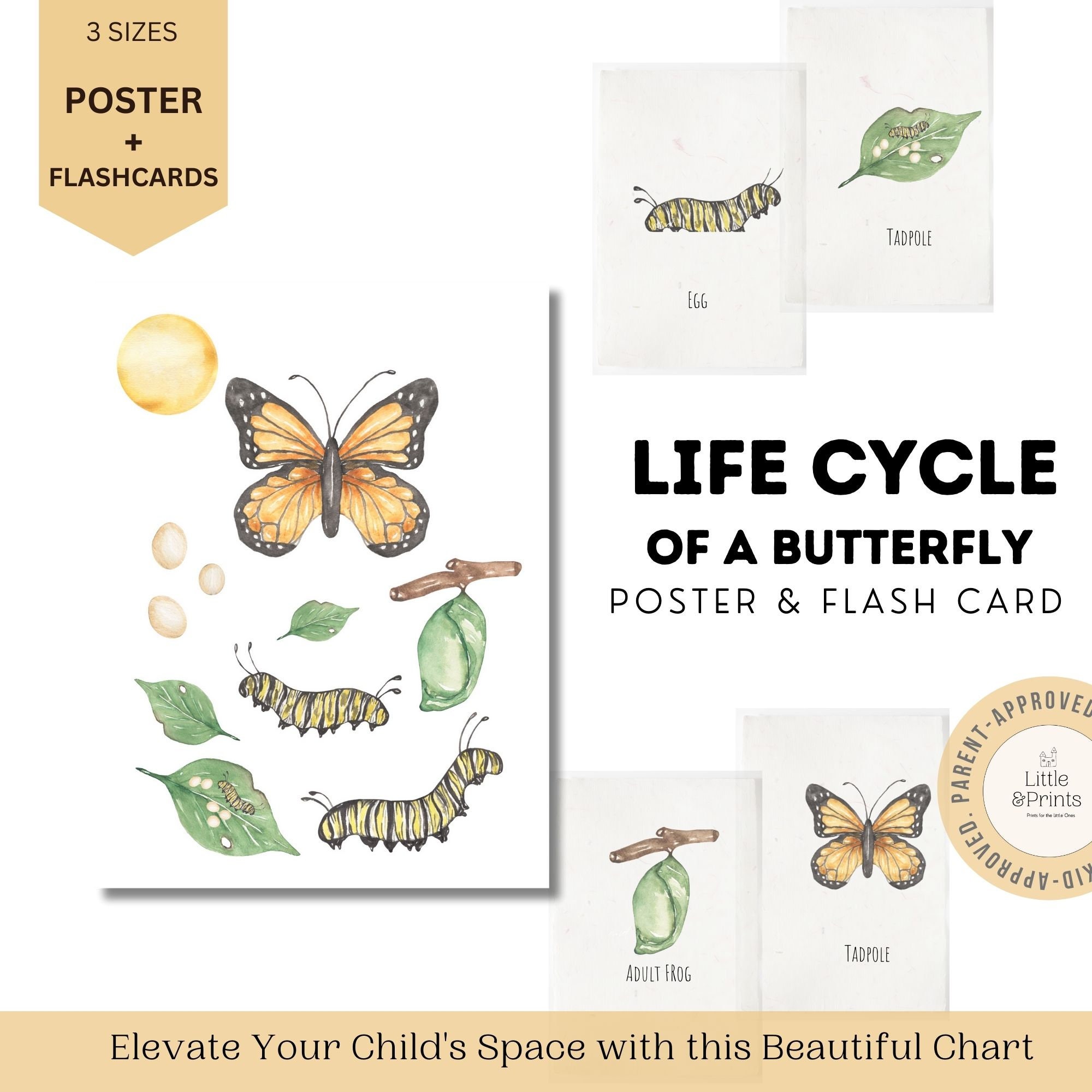 Life Cycle of a Butterfly Poster With Flashcards Butterfly Nature Study ...