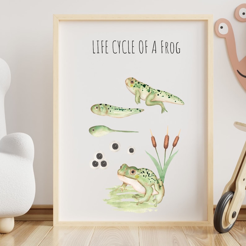 Frog Life Cycle Poster Frog Flash Cards Preschool Homeschool Decor ...