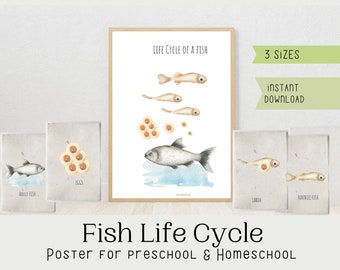 Fish Life Cycle Nature Study - Etsy