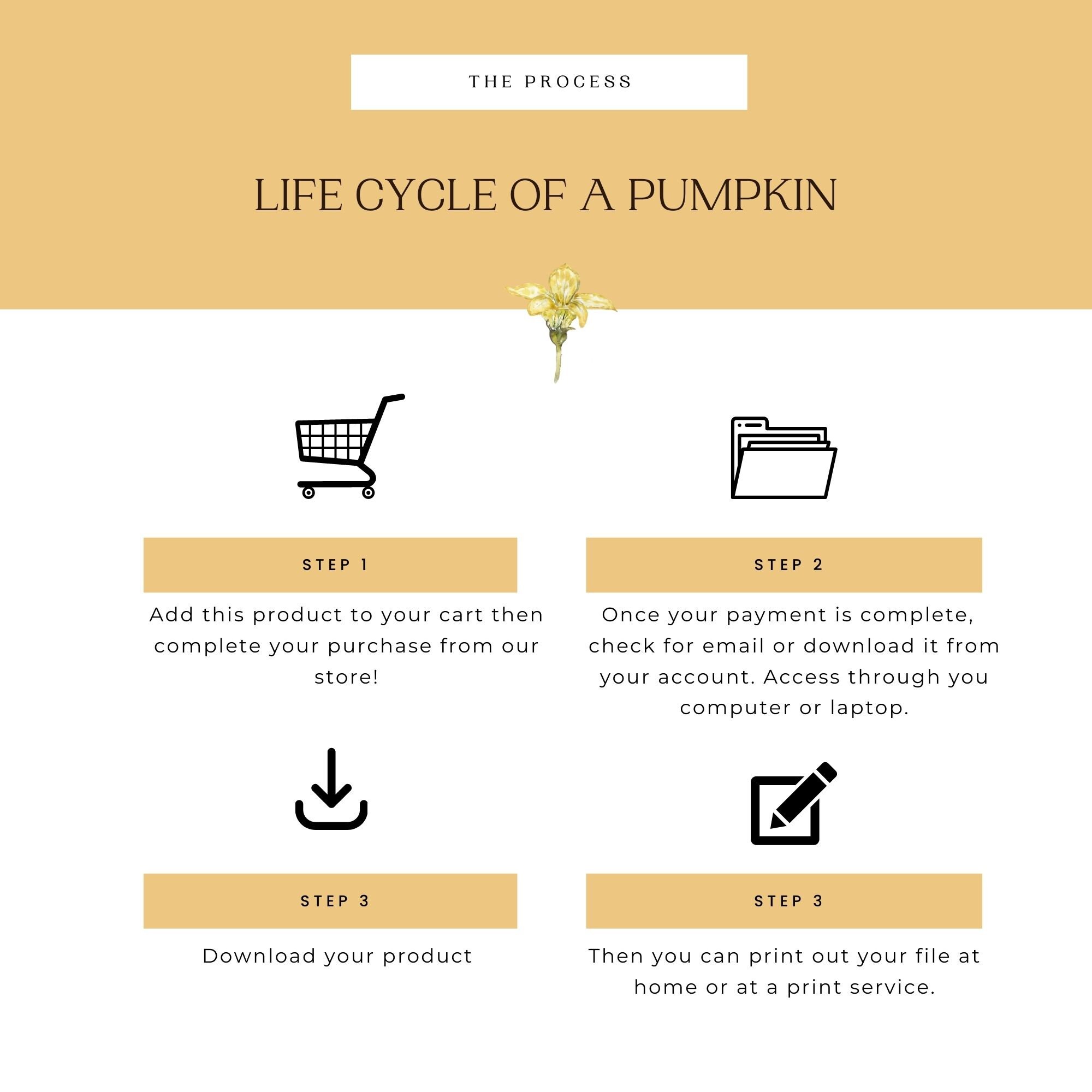 Pumpkin Life Cycle Poster Pumpkin Flashcards Homeschool Decor Pumpkin ...