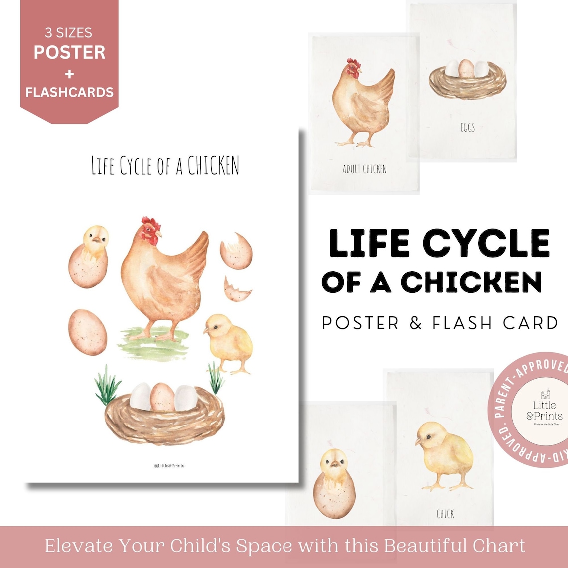 Chicken Life Cycle Poster Nature Homeschool Decor Watercolor Art ...