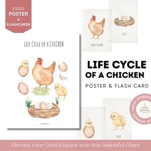 Chicken Life Cycle Poster Nature Homeschool Decor Watercolor Art ...