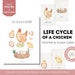 Chicken Life Cycle Poster Nature Homeschool Decor Watercolor Art ...