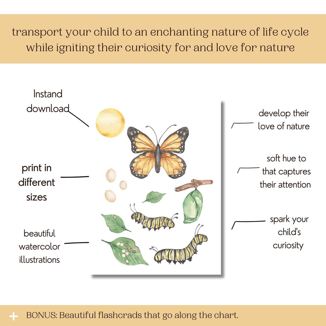 Life Cycle of a Butterfly Poster With Flashcards Butterfly Nature Study ...