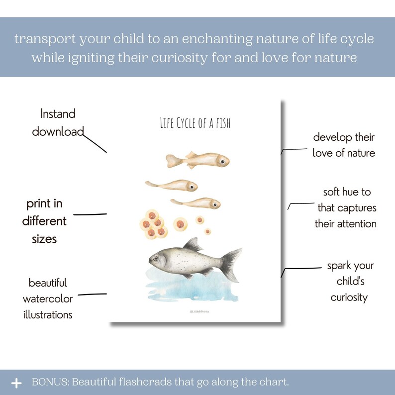 Fish Life Cycle Poster With Flashcards Nature Homeschool Decor ...