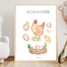 Chicken Life Cycle Poster Nature Homeschool Decor Watercolor Art ...