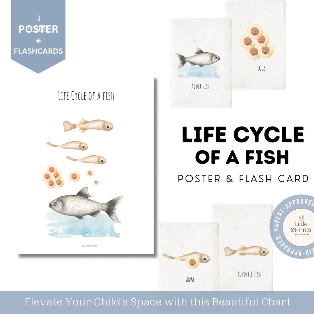Fish Life Cycle Poster With Flashcards Nature Homeschool - Etsy