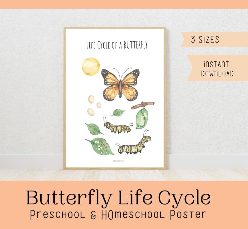 Life Cycle of a Butterfly Poster With Flashcards Butterfly Nature Study ...