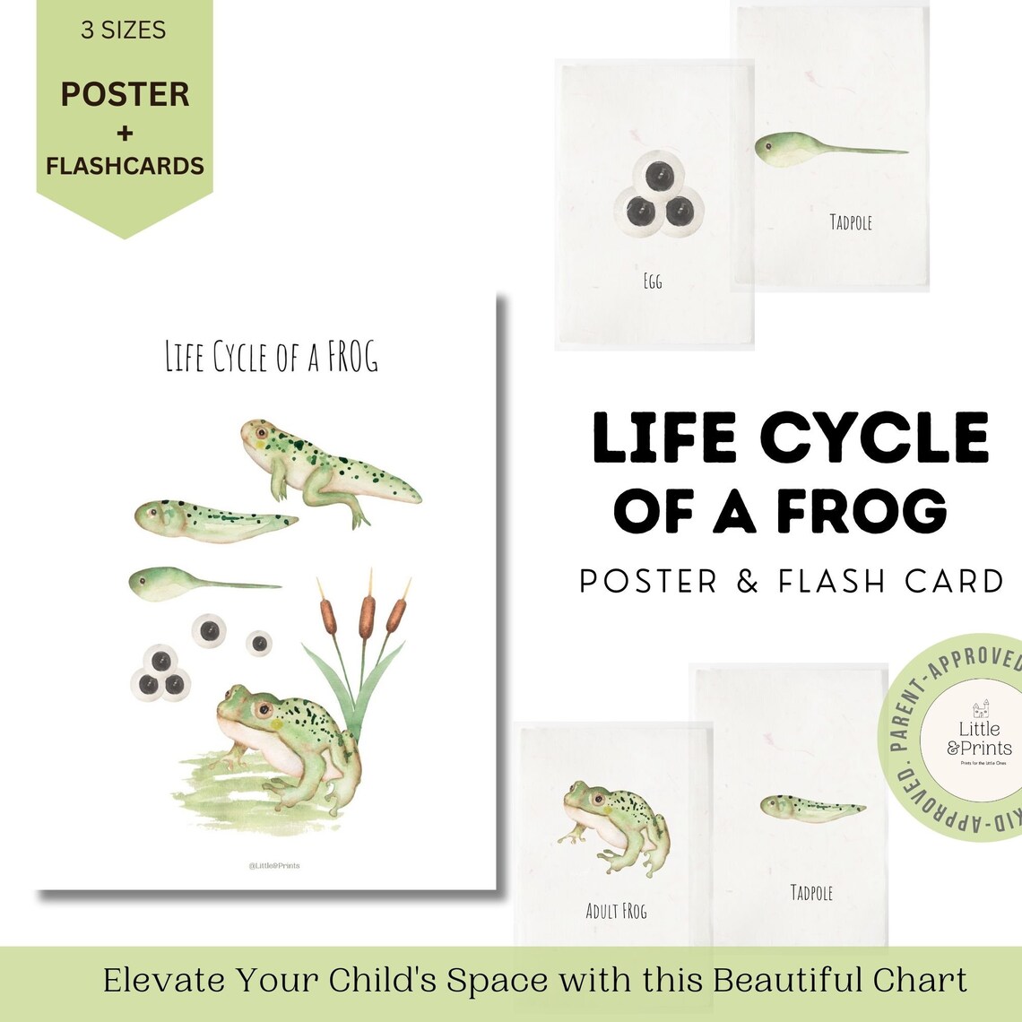 Frog Life Cycle Poster Frog Flash Cards Preschool Homeschool Decor ...