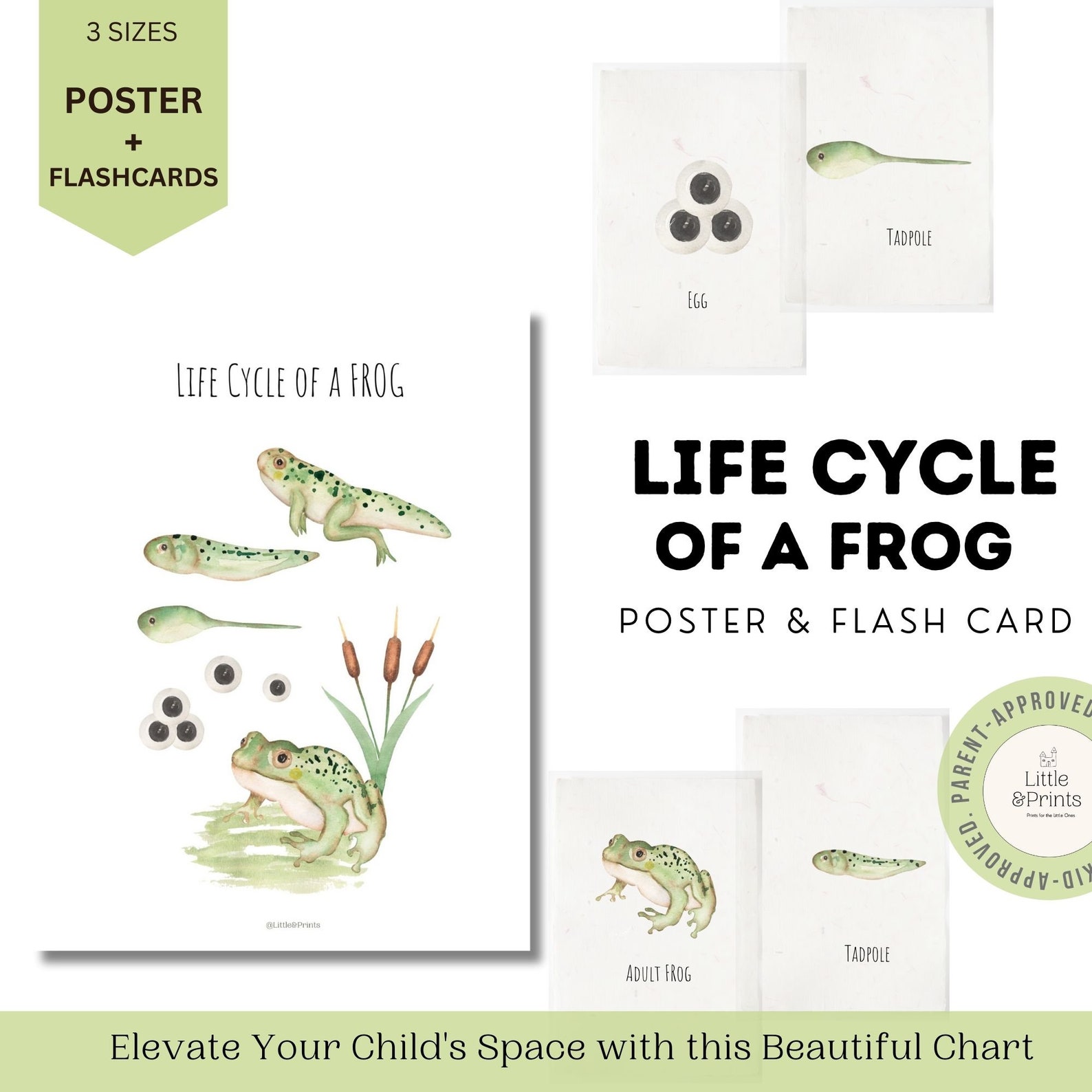 Frog Life Cycle Poster Frog Flash Cards Preschool Homeschool Decor ...