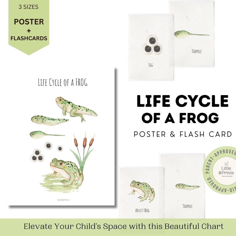 Frog Life Cycle Poster Frog Flash Cards Preschool Homeschool Decor ...