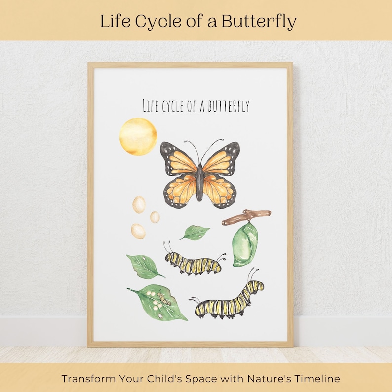 Life Cycle of a Butterfly Poster With Flashcards Butterfly Nature Study ...