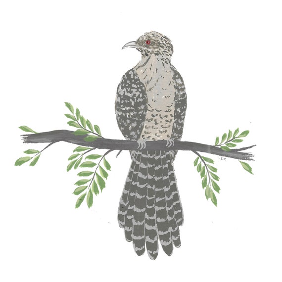 Indian Cuckoo Bird Drawing
