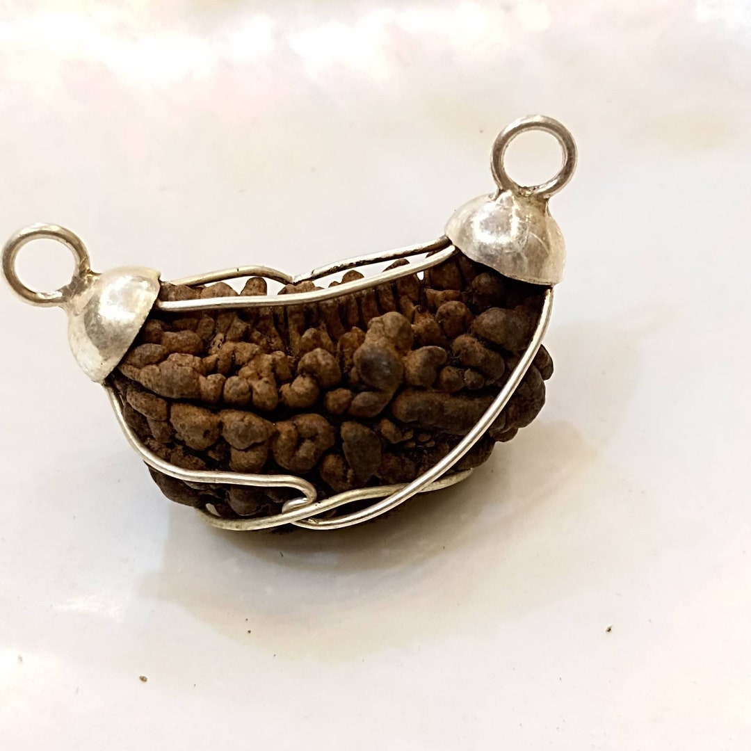 One Mukhi Rudraksha: certificado y auténtico para la curación e ...
