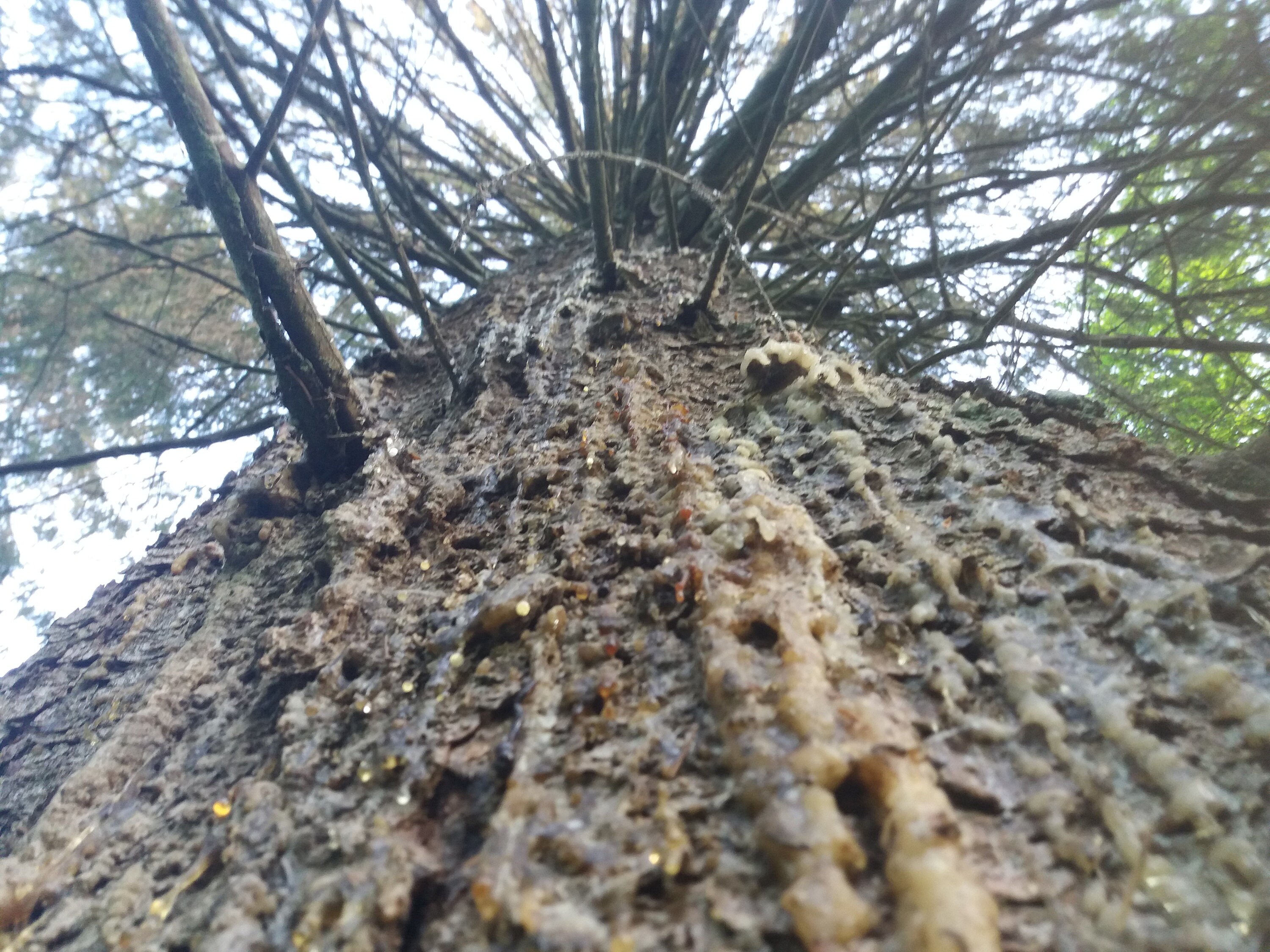 Natural Old Spruce Resin Approx 3 Oz Fir Tree Dried Resin | Etsy