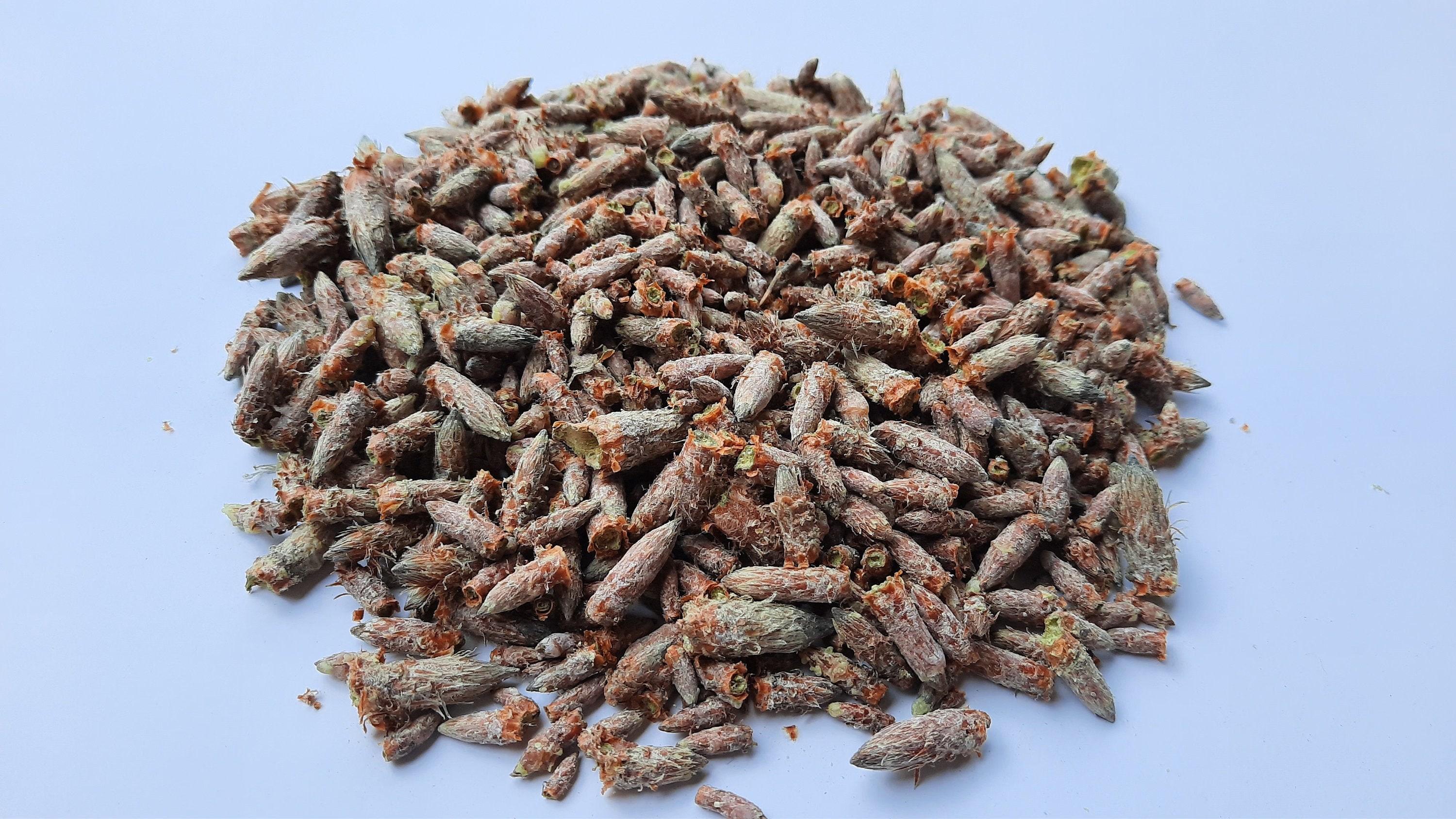 Organic Dried Pine Buds Pure Pine Buds Tea Raw Pine Buds 100 % Natural ...