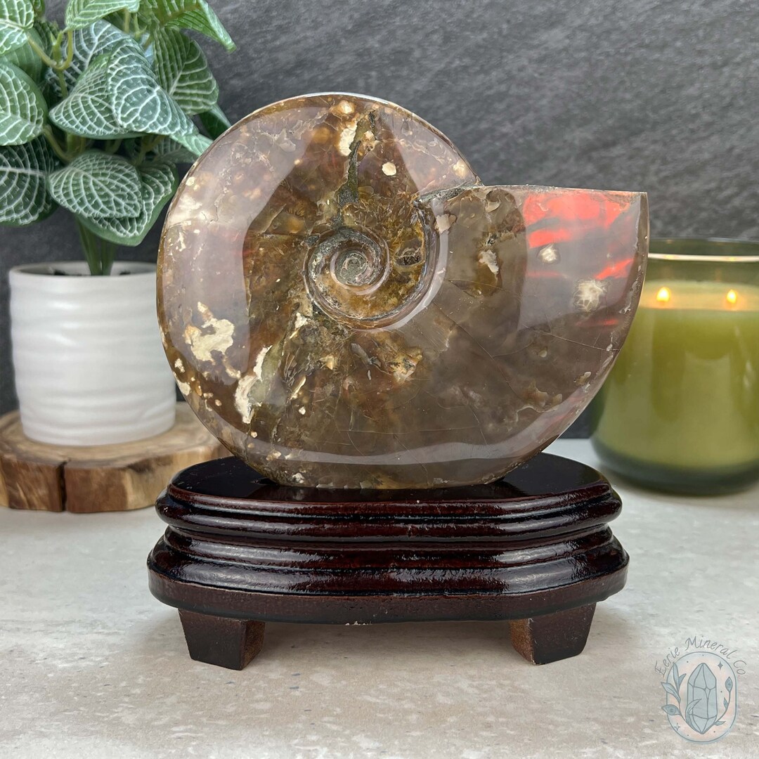 Polished Ammonite Fossil With Red Flash and Stand - Etsy