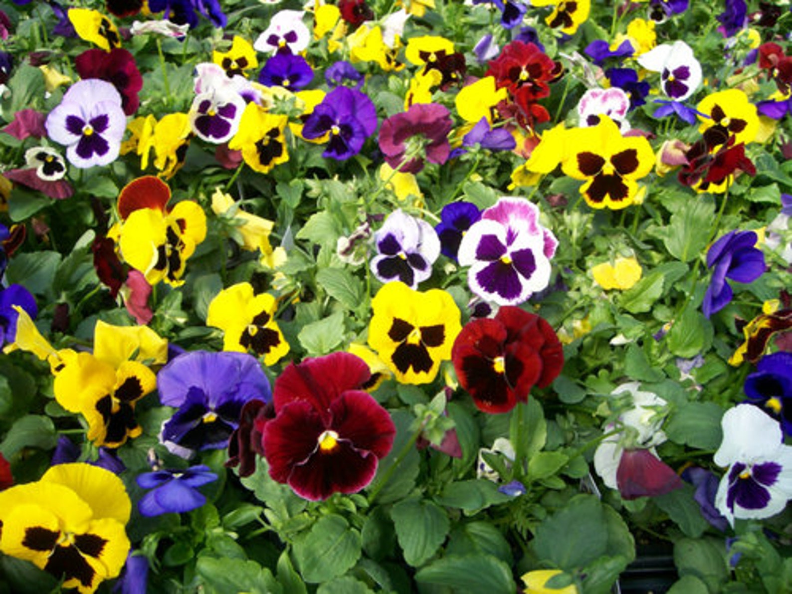 LIVE Fall Pansies Fall Flowers Colorful Plants Potted - Etsy