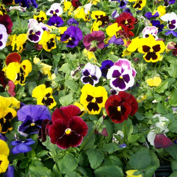 Pansies - Etsy