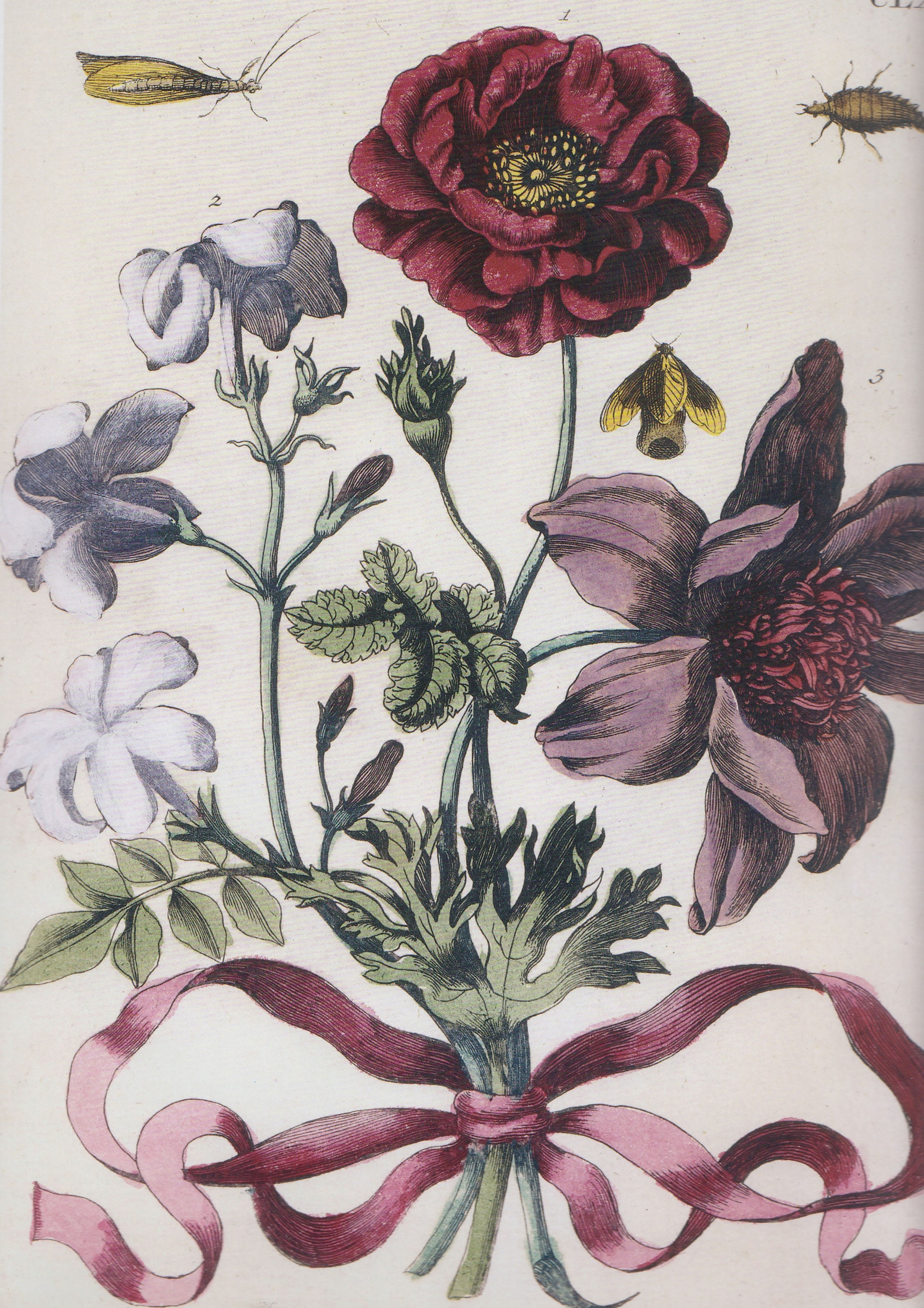 Botanical Art, Botanical Prints, Maria Sibylla Merian, Poster,max ...