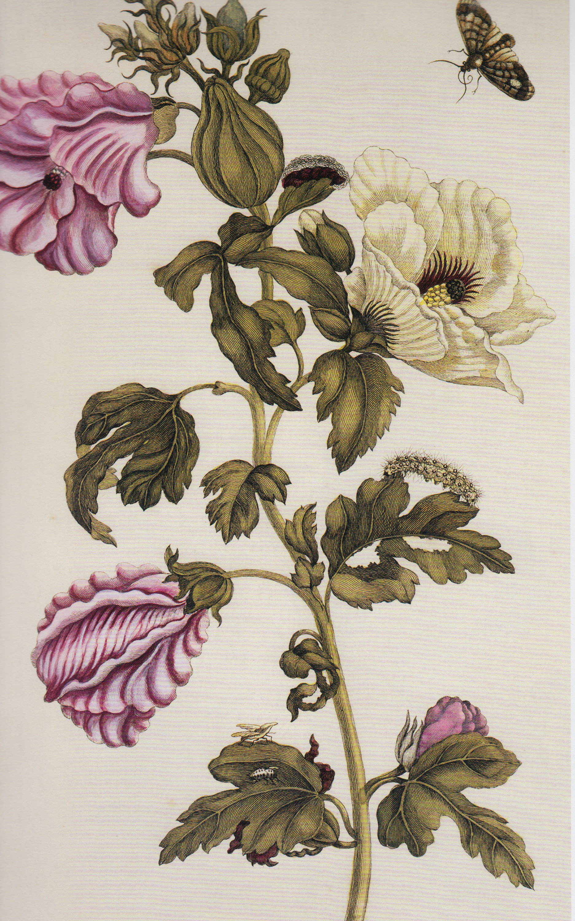 Maria Sibylla Merian Postermaria Sibylla Merian Art Print - Etsy