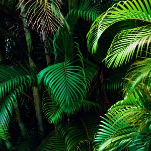 Southwest Florida Plant Fine Art Landscape Photography Wall Hanging ...