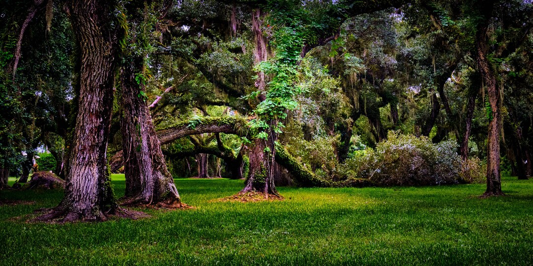 Southwest Florida Trees Fine Art Landscape Photography Wall Art Print ...