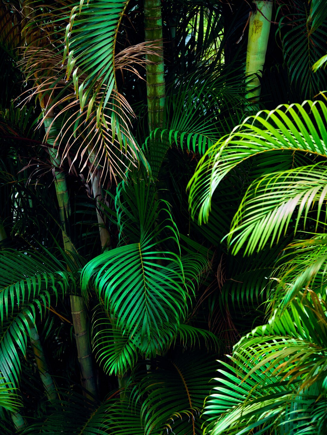 Southwest Florida Plant Fine Art Landscape Photography Wall Hanging ...