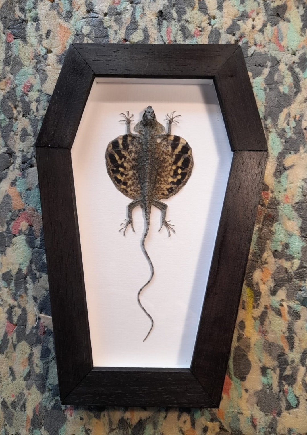 Taxidermy Draco Curved Tail, Dragon / Lizard, in Bespoke, Coffin-shaped ...