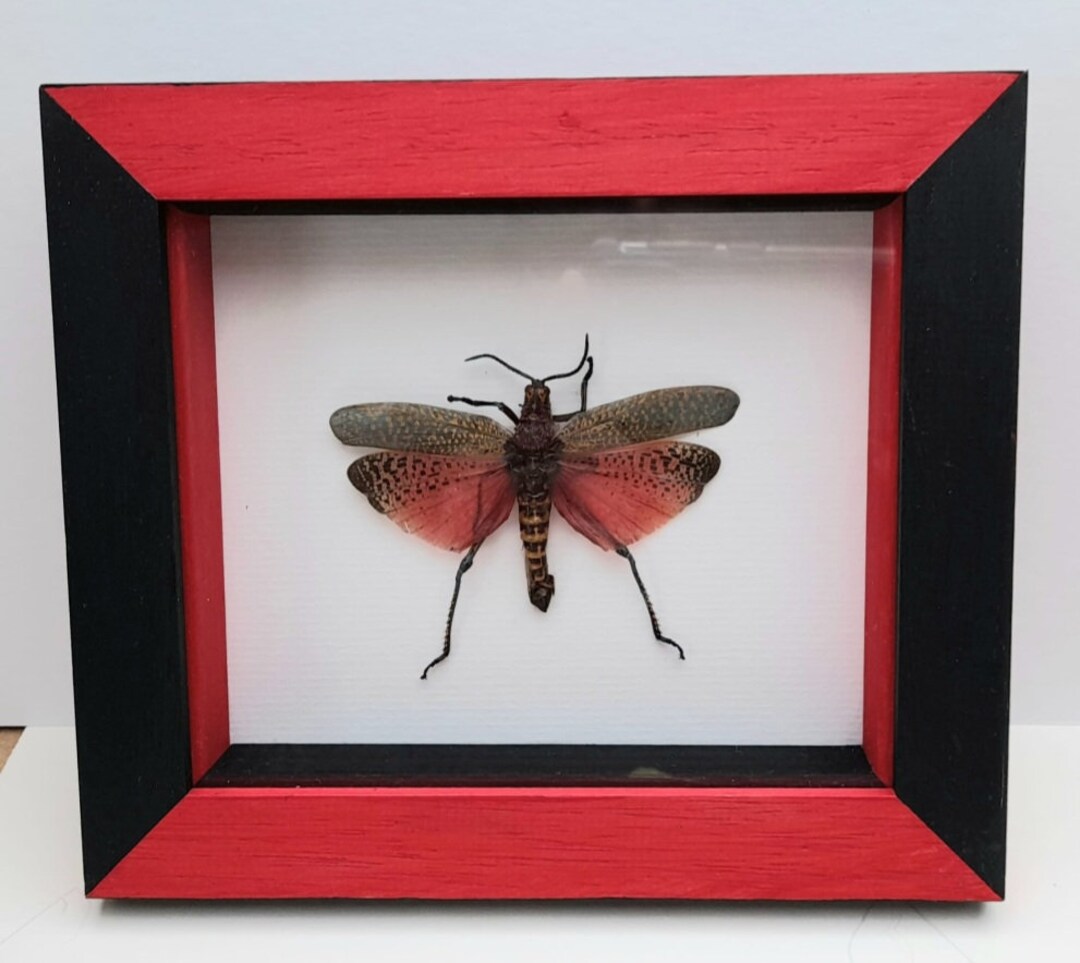Taxidermy Grasshopper in Bespoke Frame - Etsy