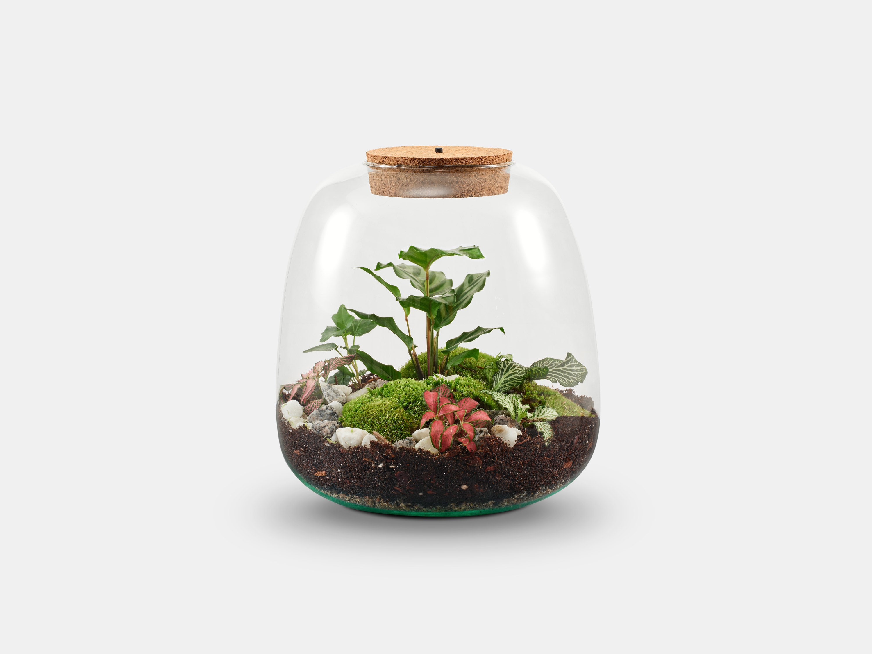 Large LED Terrarium Kit With Plants - Etsy UK