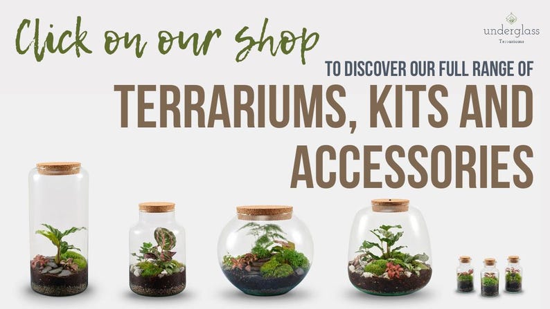 LED Light up Terrarium Kit - With Plants - Etsy UK