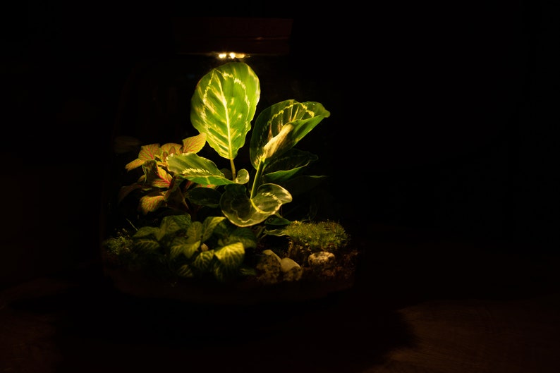 Large LED Terrarium Kit With Plants - Etsy UK