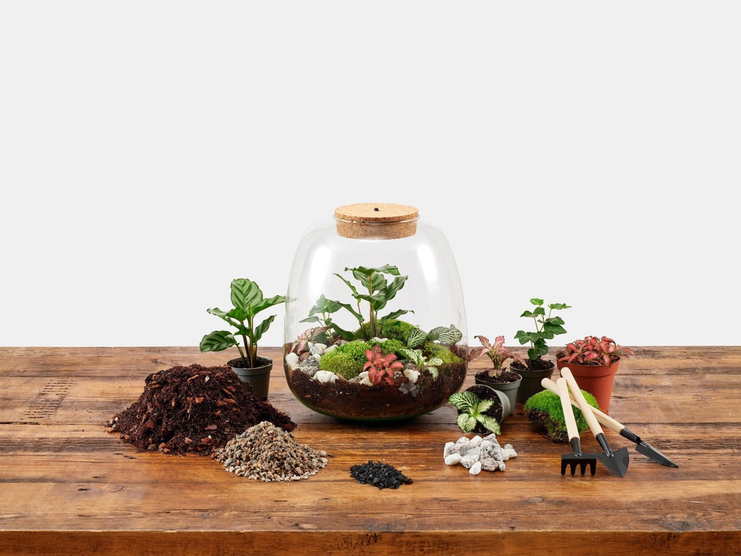 Large Terrarium Kit - With Plants - Etsy UK