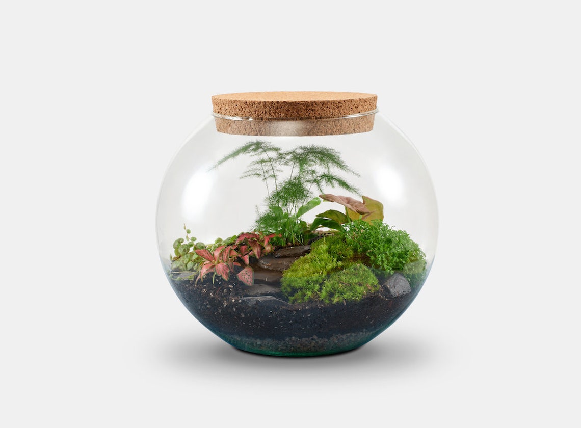 Extra Large Terrarium Kit With Plants - Etsy UK