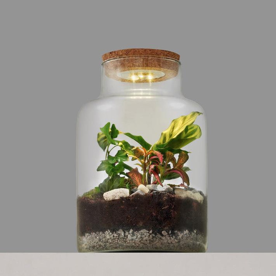 LED Light up Terrarium Kit With Plants - Etsy UK