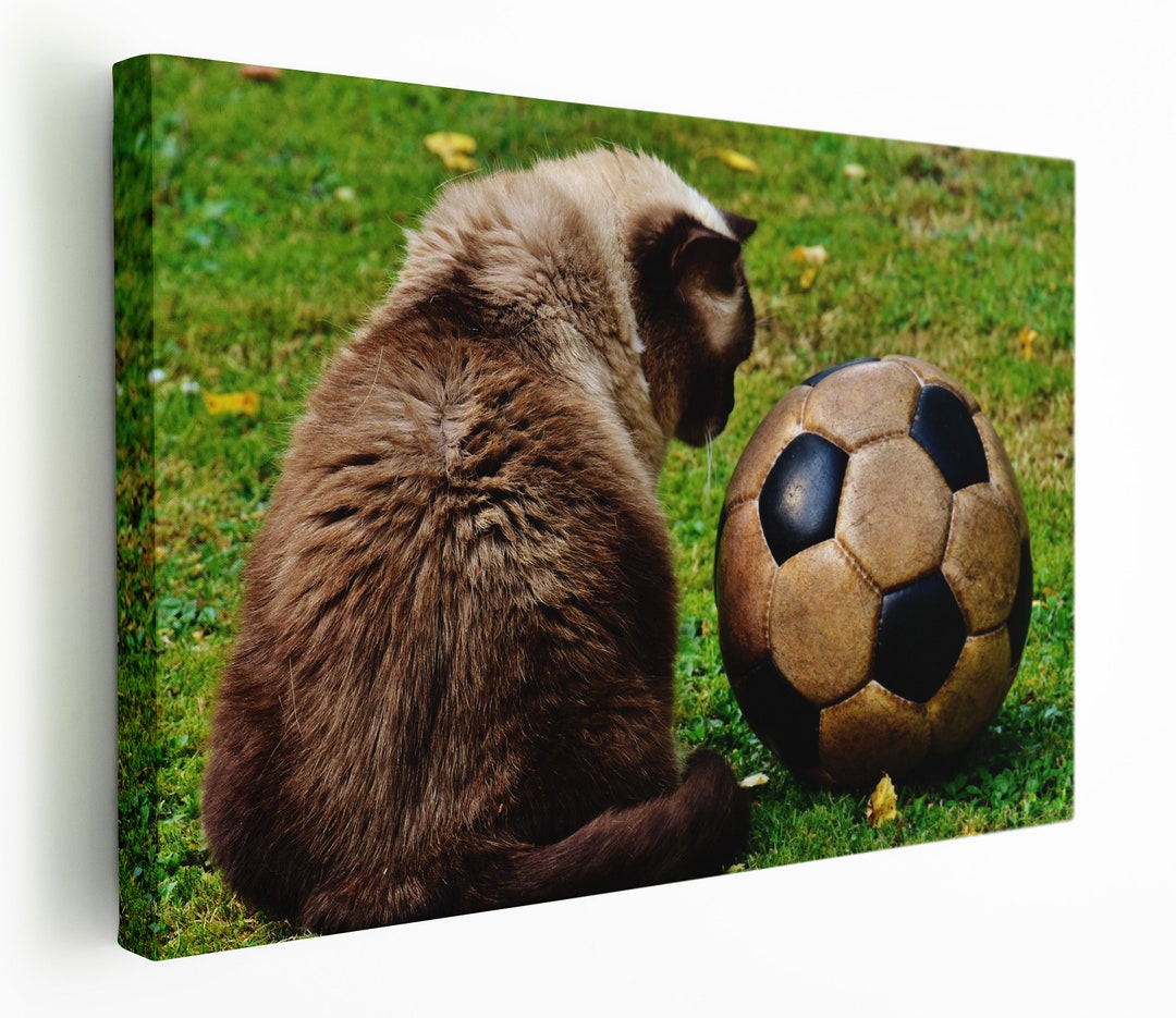Football & Cat Wall Art Canvas Print Living Room Bedroom Bathroom Hall ...